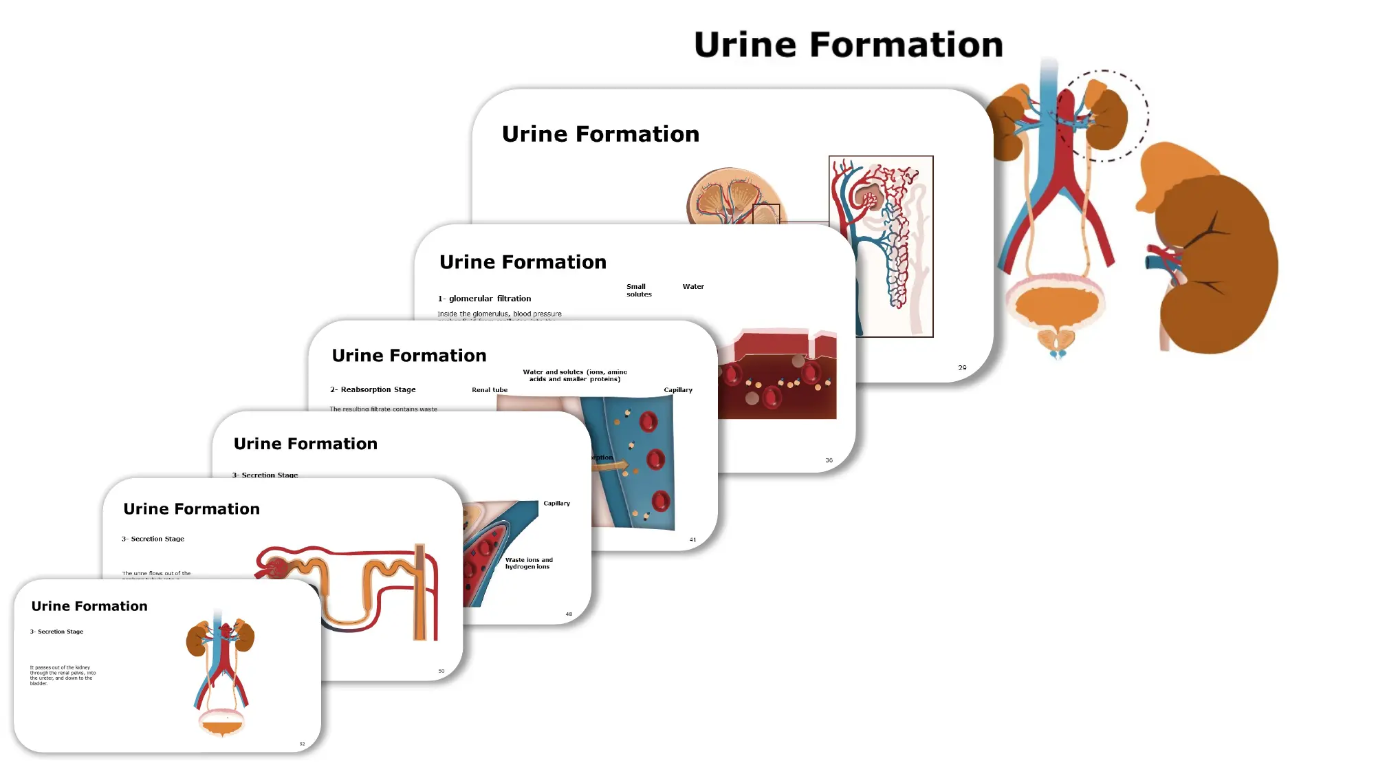 Download Urinary system anatomy & physiology PPT Template|RxSlides